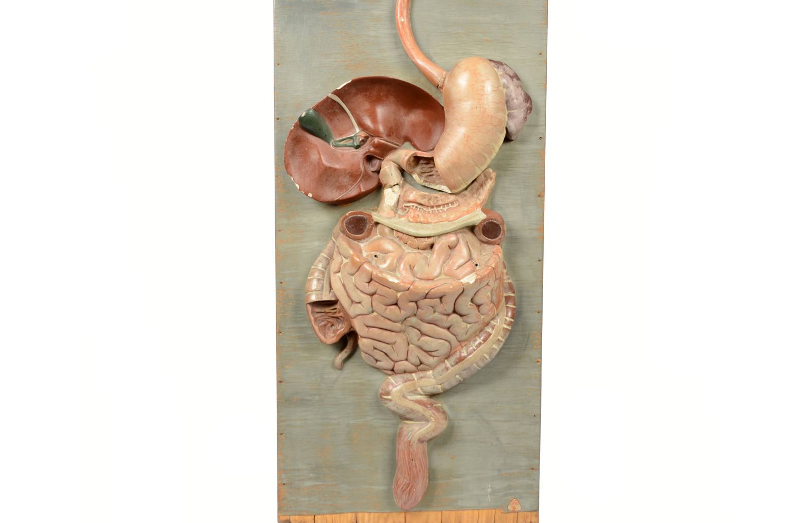 e-Shop/Old medical instruments/Code 5703 Model of digestive system